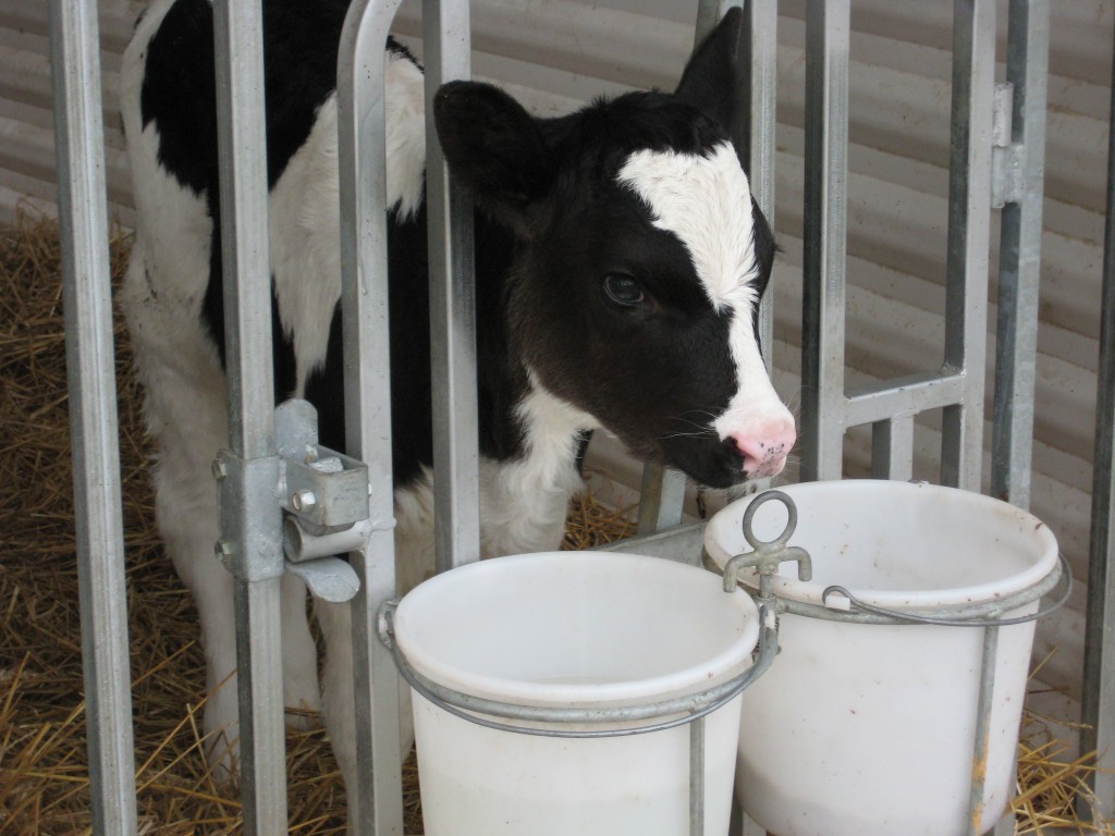 Milk Replacers | White Oak Mills