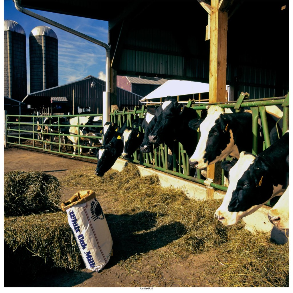 Milk Cow Feeds | White Oak Mills